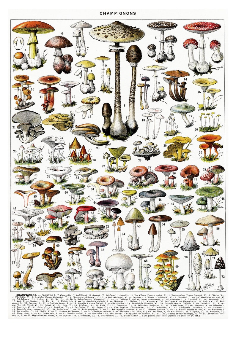 Large Format Mushroom Chart Poster Print for Cabincore Grandmillennial ...