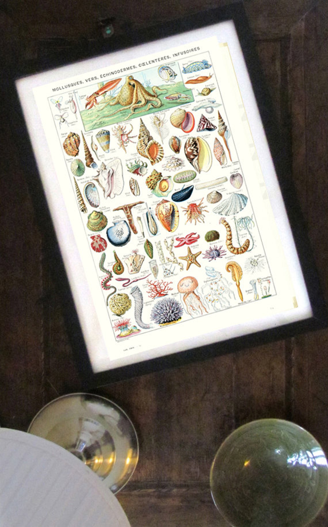 Seashell Poster 1948 Vintage Sea Shell Art Molluscs | Etsy