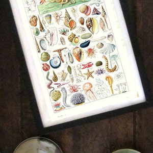 Seashell Poster, 1948 Vintage Sea Shell Art, Molluscs Crustaceans Print ...