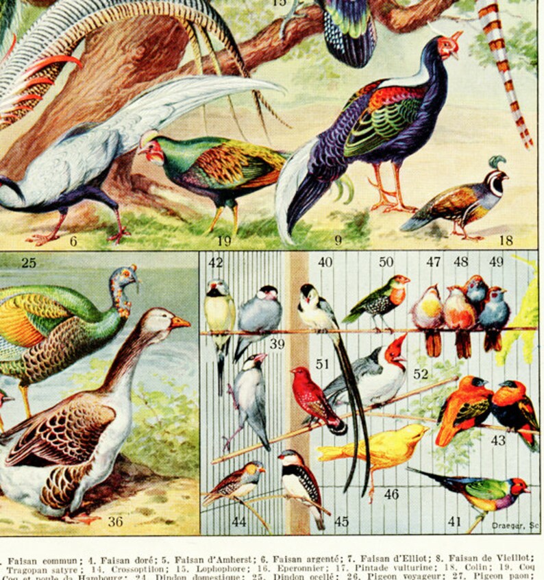 1936 Vintage Bird Poster Bird Wall Hanging Antique Bird Print - Etsy