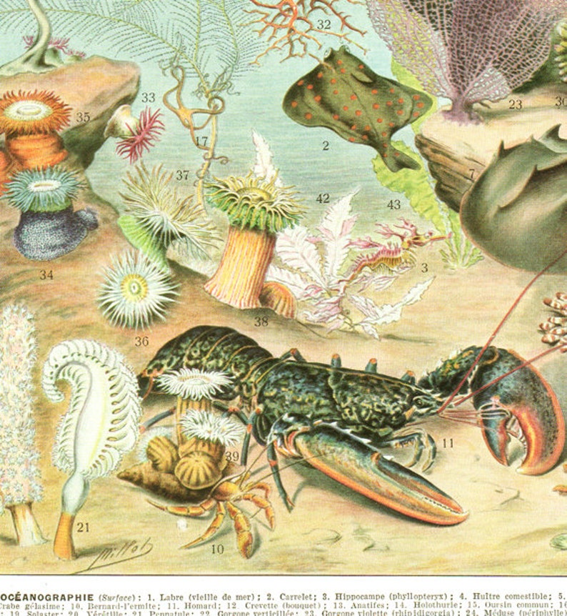 1936 Vintage Sea Poster Oceanography Poster Marine Poster - Etsy