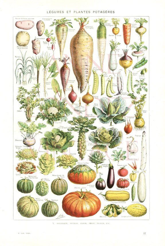 Vegetables Print 1948 Vintage Kitchen Decor Vegetable Poster Antique ...