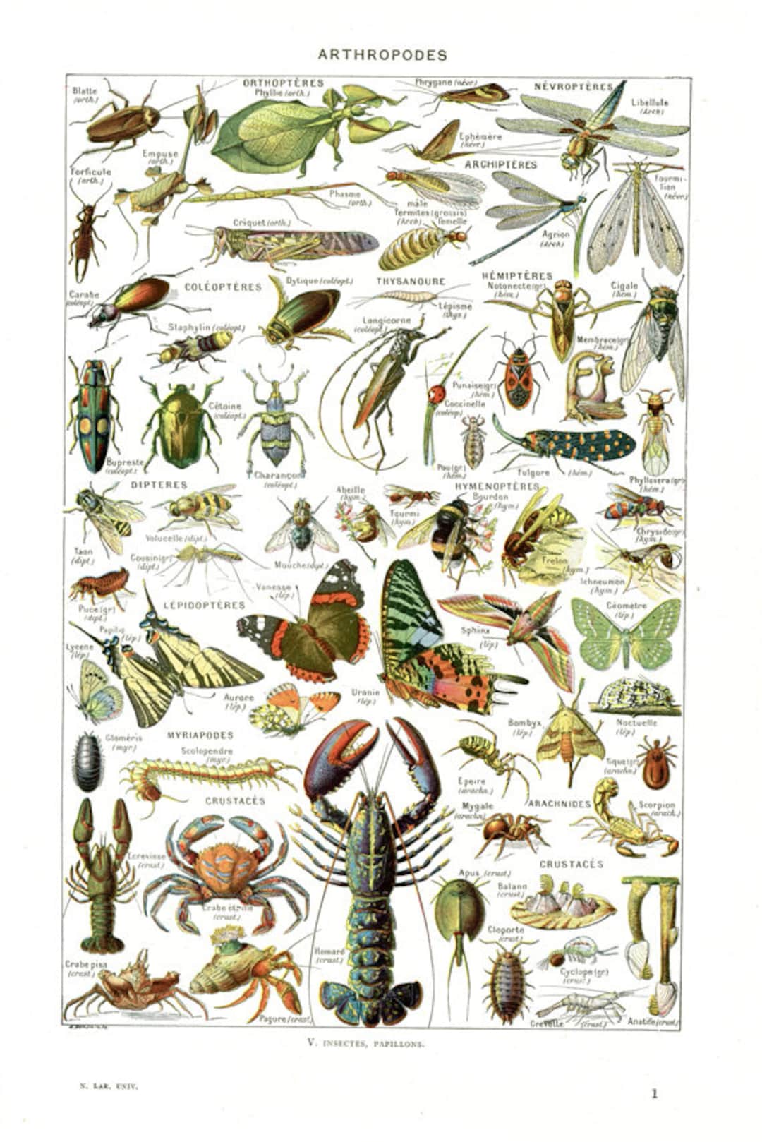 Insect Poster 1948 Vintage Arthropodes Print Vintage French Antique ...