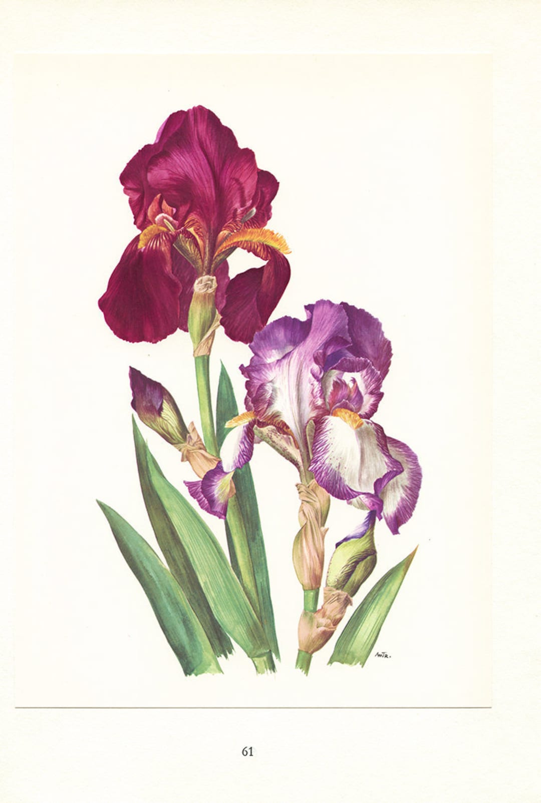 Dark Red & Purple Germanica Iris Flower Wall Art, 1964 Vintage Botanical Art- Mauve Wall Decor ...
