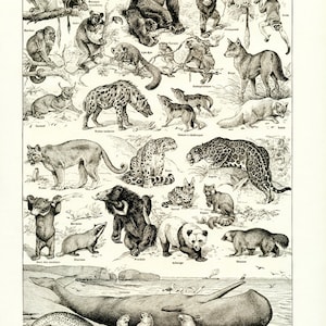 1948 Vintage Animal Art French Wall Art Wildlife Art Antique Mammals ...