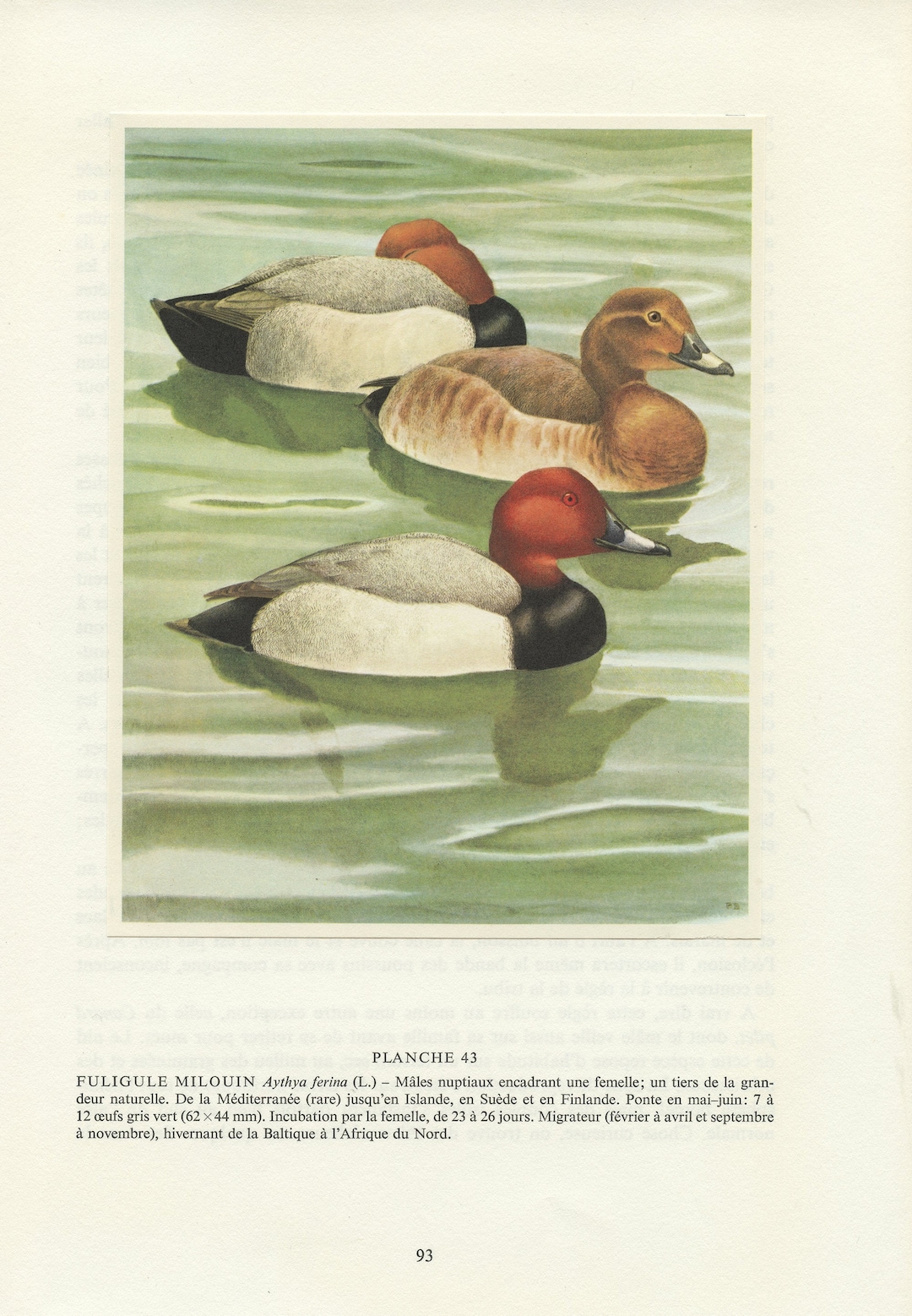 Vintage Common Pochard Duck Print From 1962. Waterbird Animal Print ...