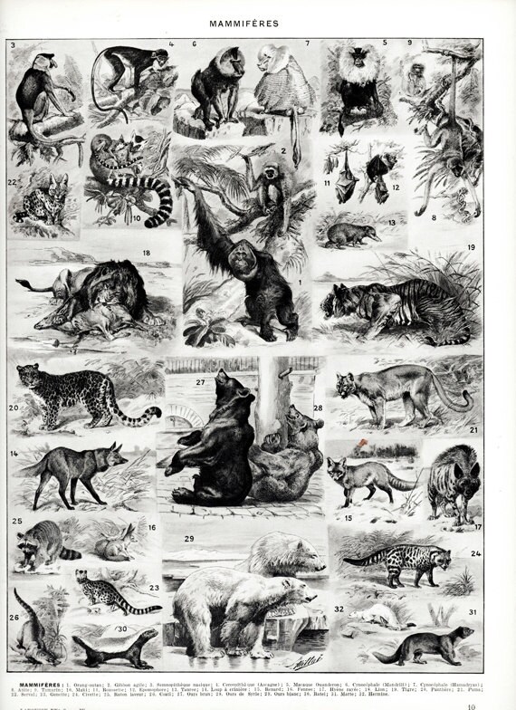 1936 Vintage Animal Poster Vintage Mammals Poster French - Etsy