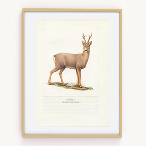 1970 Siberian Roe Deer Poster Vintage Forest Animal Art. Eastern Roe ...