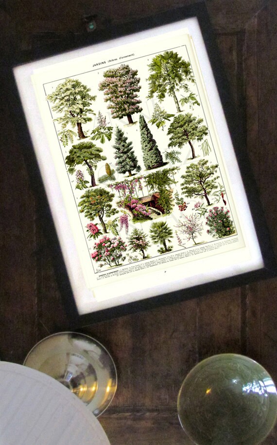 Tree Botanical Poster 1936 Vintage Botanical Art Tree Print | Etsy