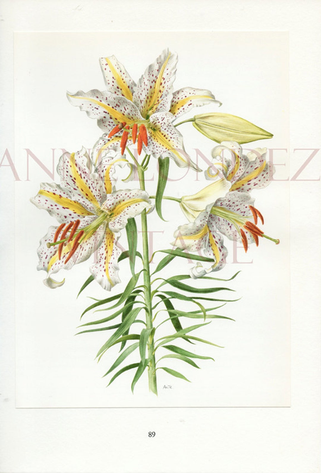 Tiger Lilies Print, 1964 Small Vintage Tiger Lilies Poster, Lily Flower ...