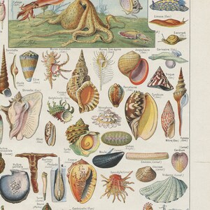Seashell Poster, 1948 Vintage Sea Shell Art, Molluscs Crustaceans Print ...