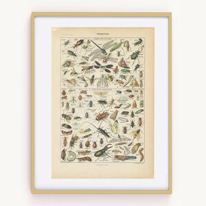 Insects Art 1922 Vintage Old Insects Print Bugs Art Biology Poster ...