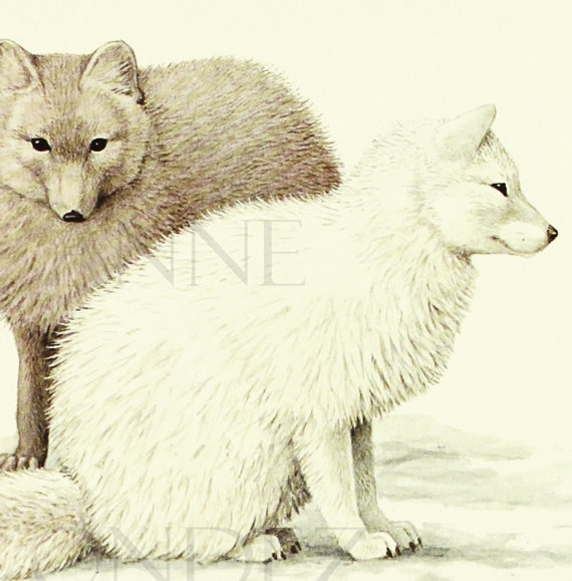 1970 Vintage Fox Poster White Fox Print Vintage Animal Poster - Etsy