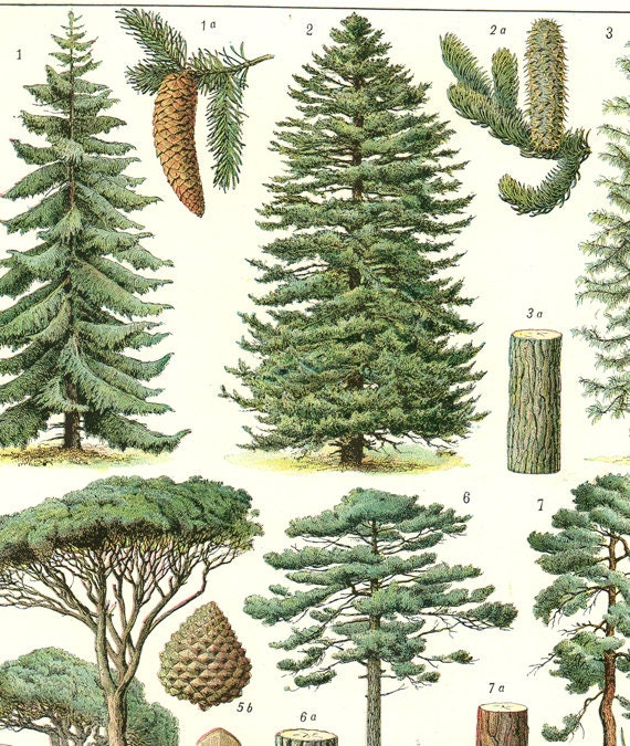 Tree Poster 1936 Vintage Botanical Poster Botanical Art Pine | Etsy