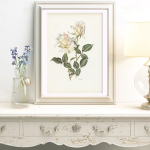1985 White Success Rose Botanical Print for Vintage Cottagecore Floral ...