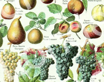 French Fruit Chart - Etsy