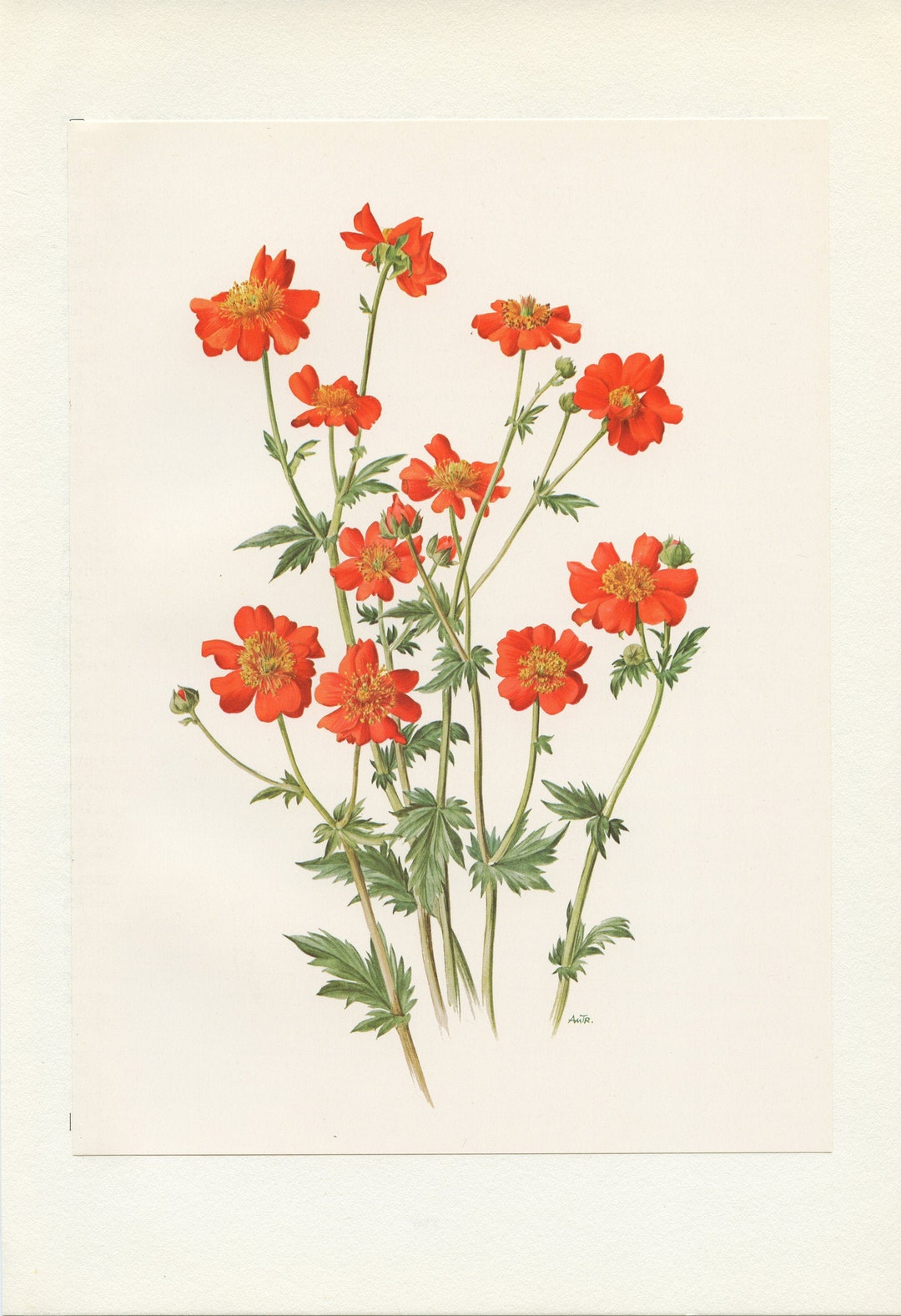 1964 Dwarf Orange Avens Botanical Print. Vintage Red Flower Wall Art ...