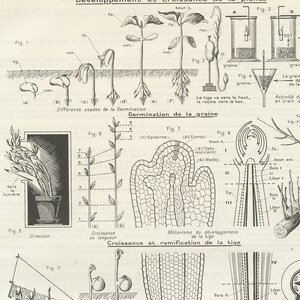 Botanical Plants Poster From 1938. Vintage Botanical Art Natural ...