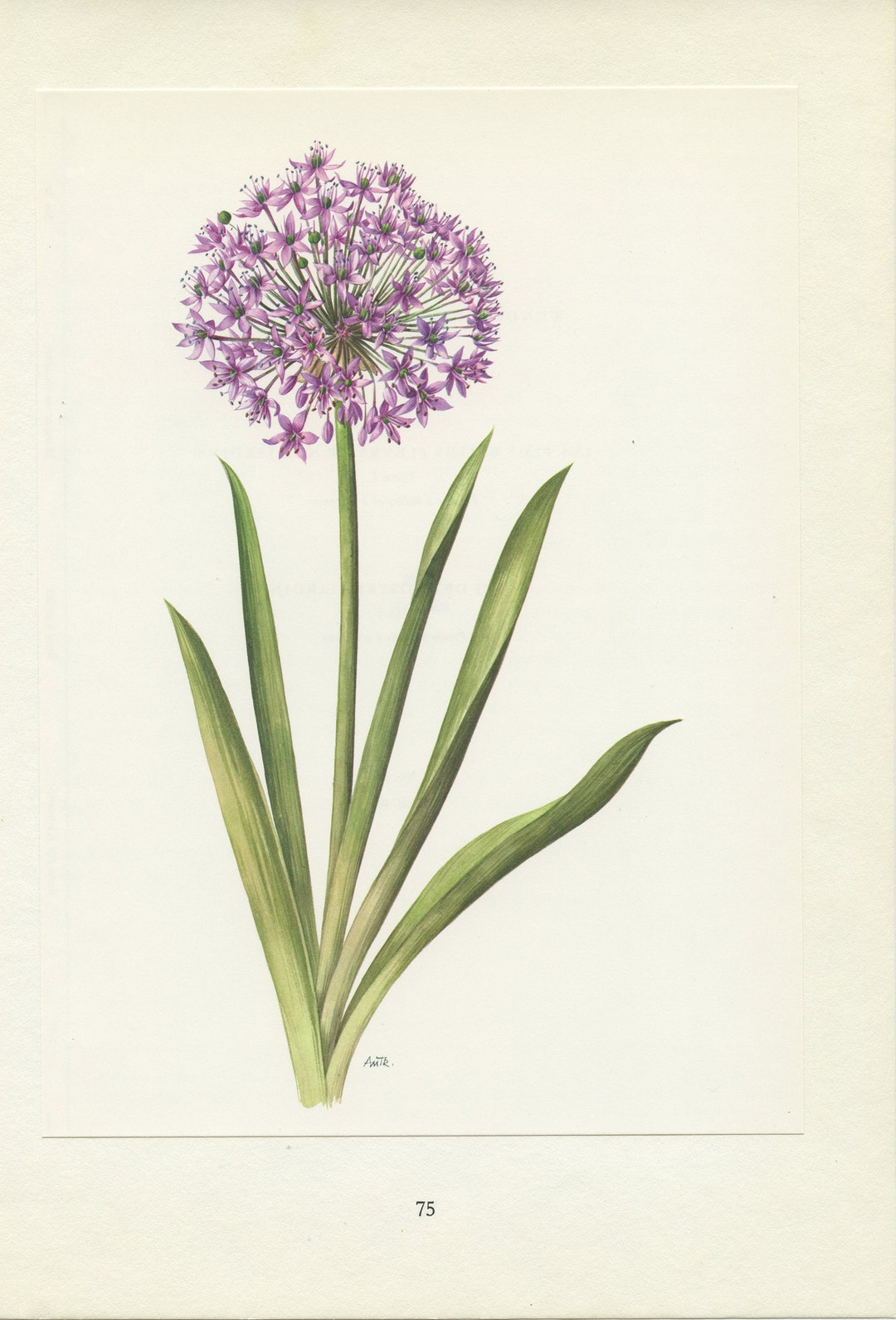 1964 Purple Allium Flower Print for Floral Home Decor. Vintage ...