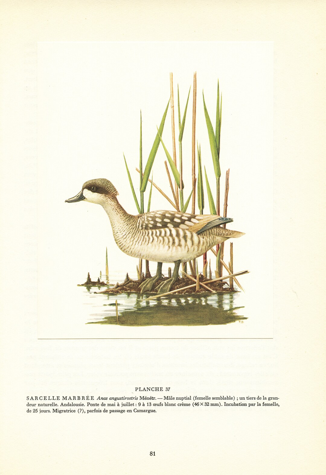 1962 Marbled Duck Print. Aquatic Bird Wall Art. French Vintage Coastal ...