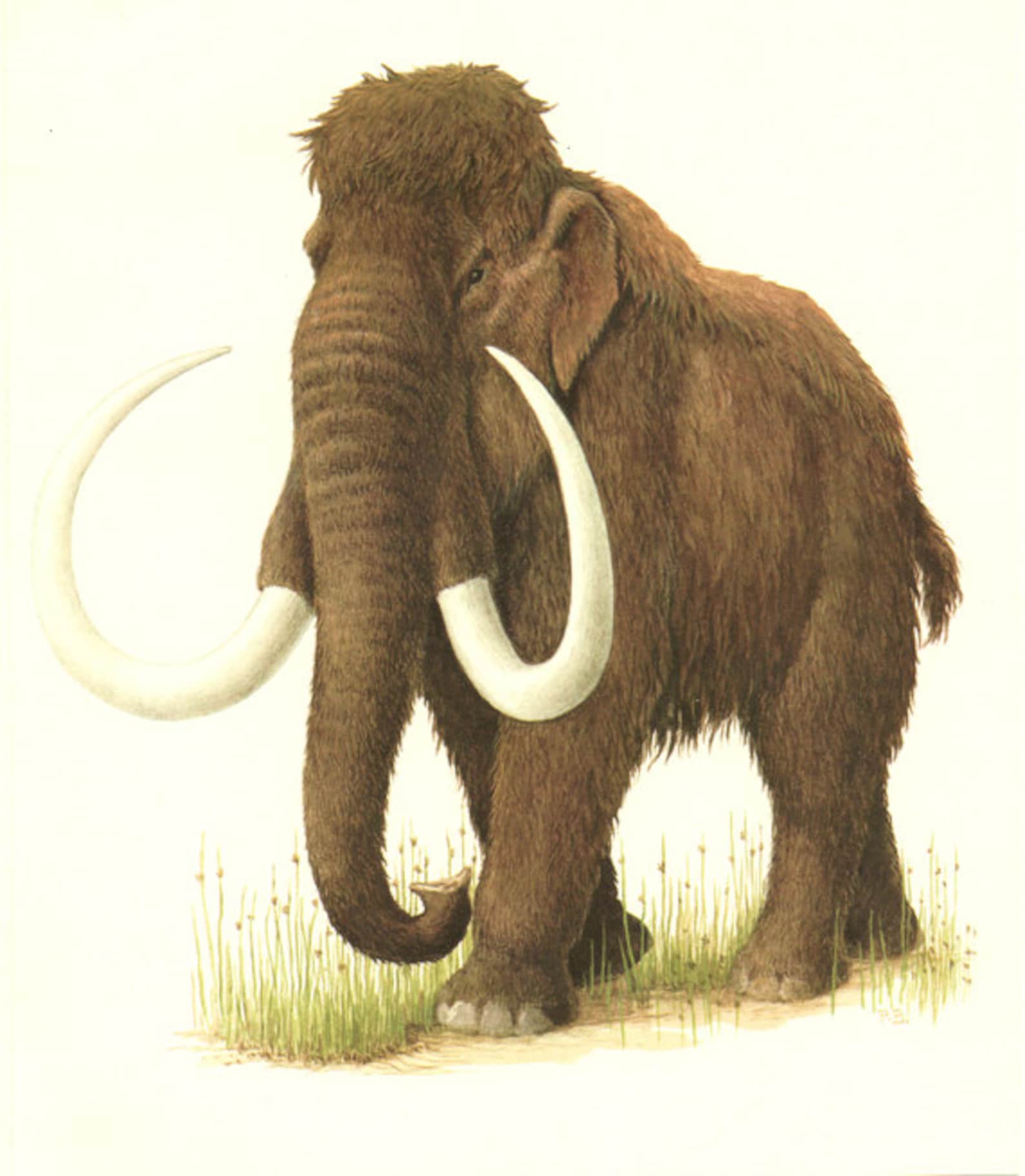 1970 Illustration de mammouth vintage Image de mammouth | Etsy