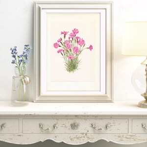 1972 Vintage Garden Pink Dianthus Plumarius Botanical Print. Botanical ...
