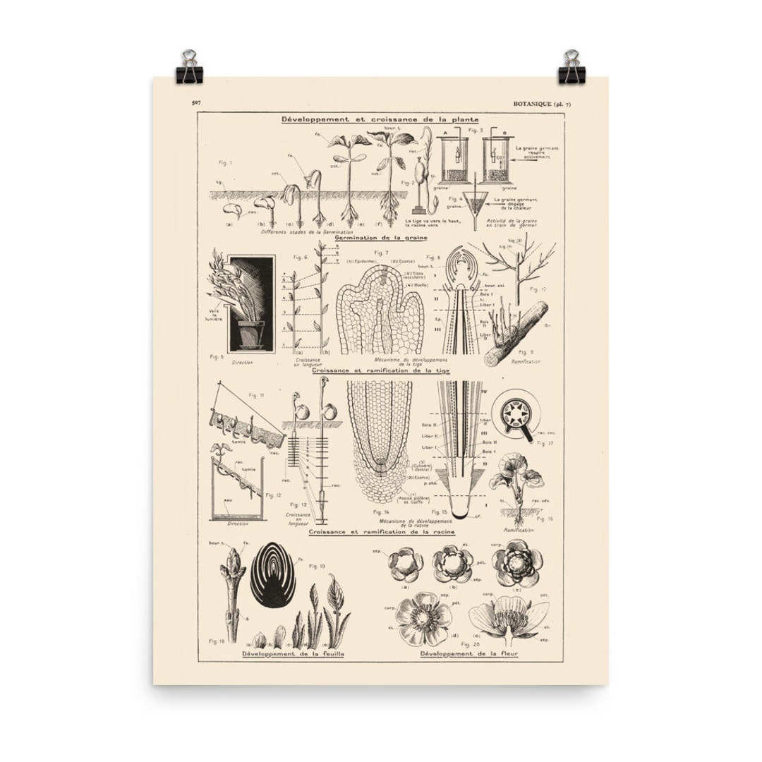 Large Floral Plant Growth Botanics Poster Giclee Print. Antique Retro ...