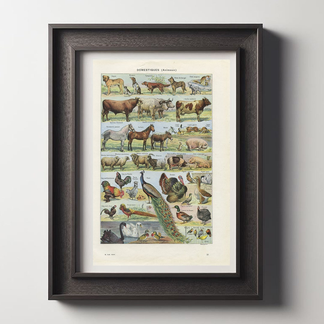 Farm Animals Poster 1948 Vintage Domesticated Animals Art Pets. Animals ...