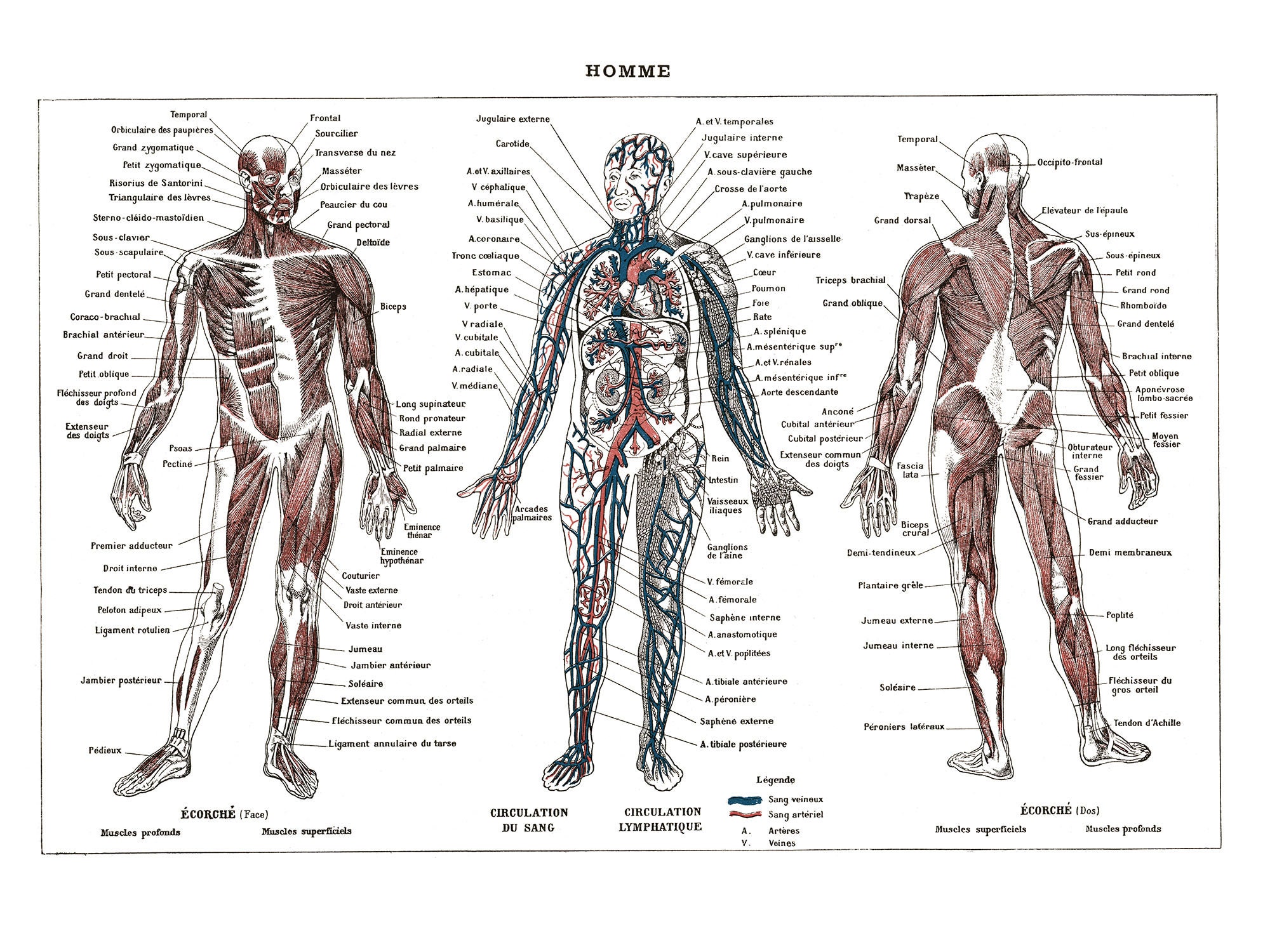 Croquis Du Corps Humain Complet ZEPHY | Dessiner Les Proportions Du
