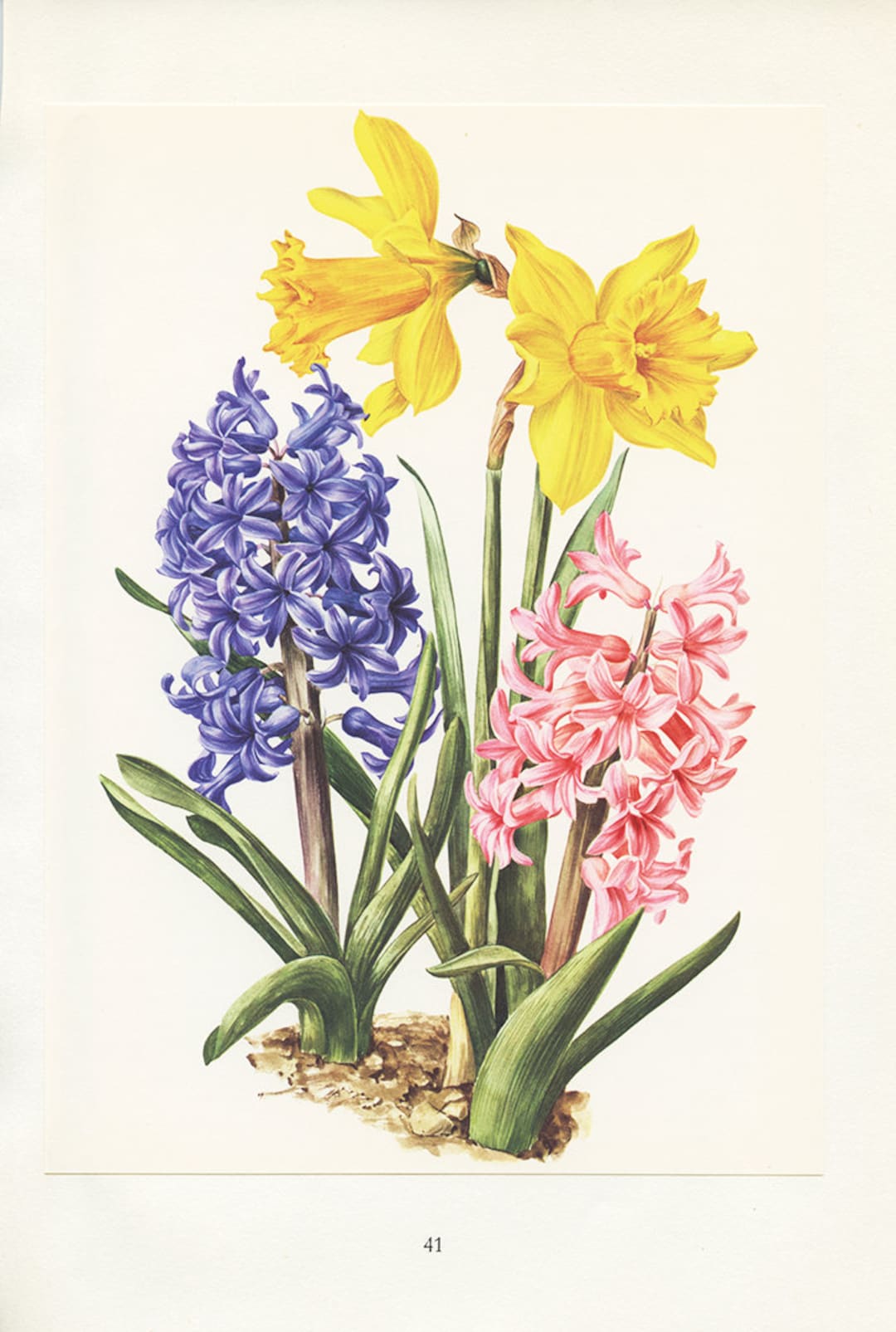 1964 Daffodils & Hyacinths Botanical Print. Vintage Floral Home Decor ...