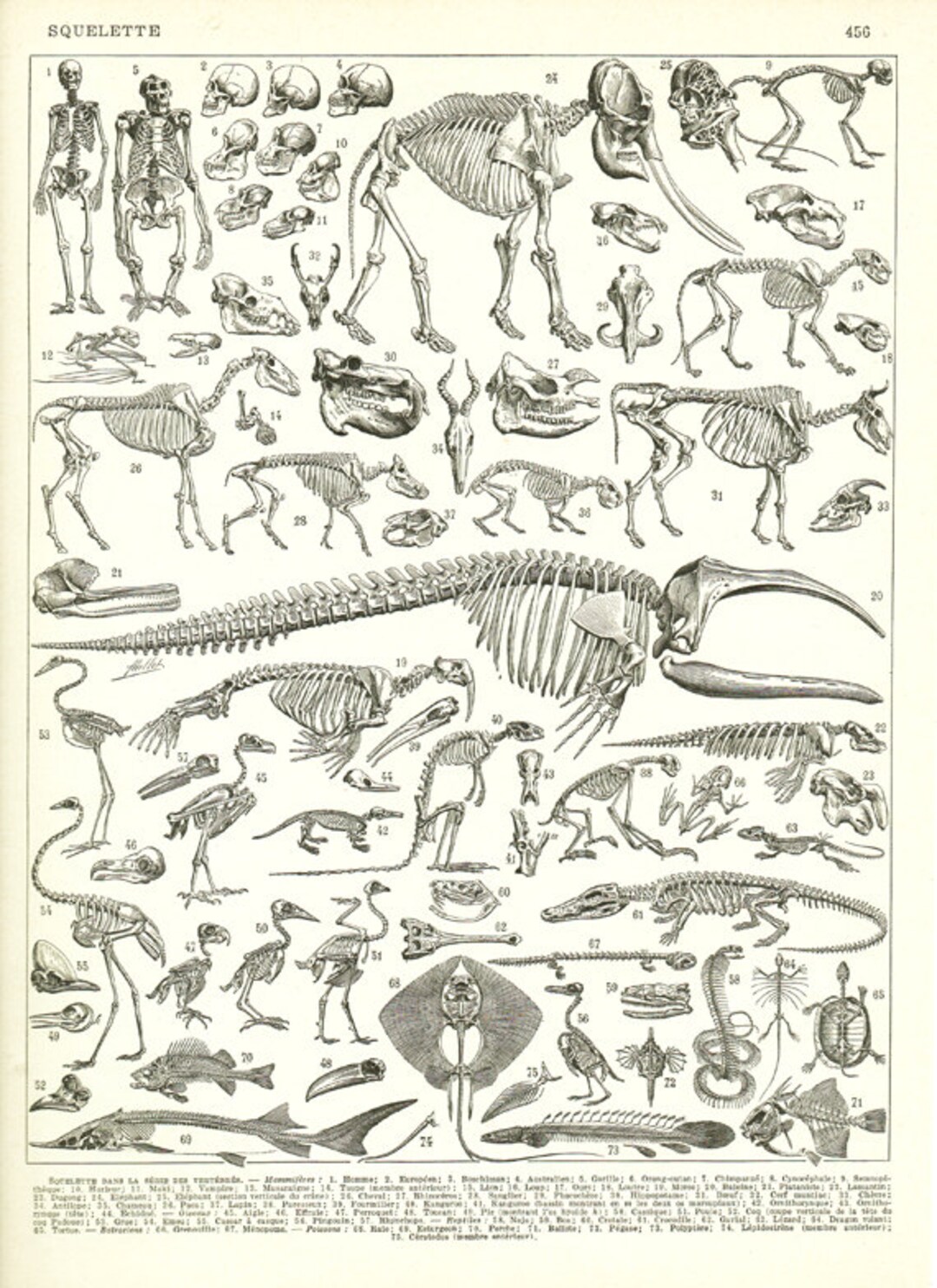 1936 Vintage Skeleton Poster Science Poster Biology Decor Biology Art ...