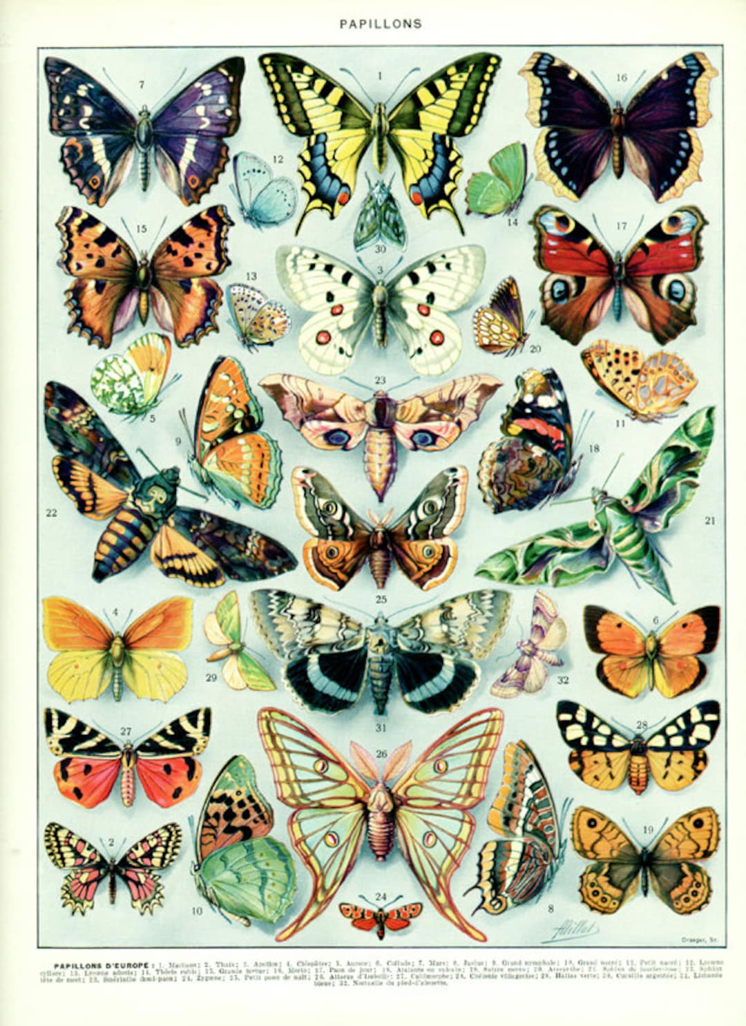 Vintage Butterfly Posters