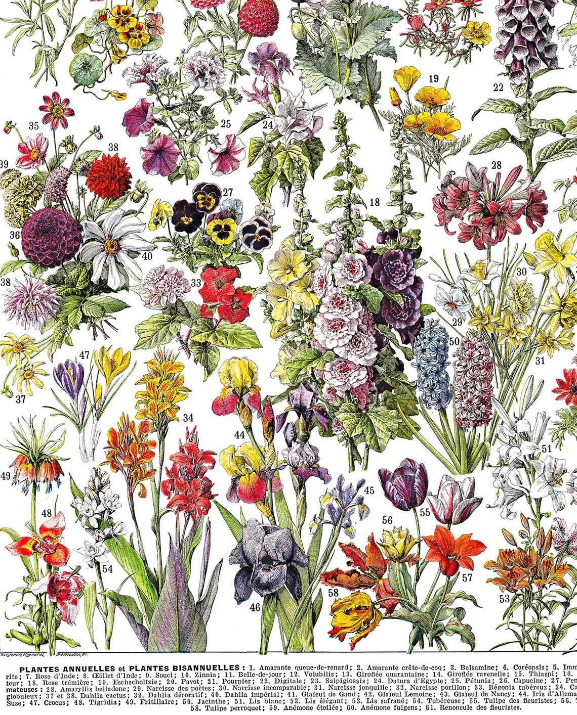 24x36 Large Botanical Poster of Flowers. Vintage Annual - Etsy