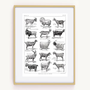 Goats Breeds Chart Poster. Black and White Animal Print. Rustic ...