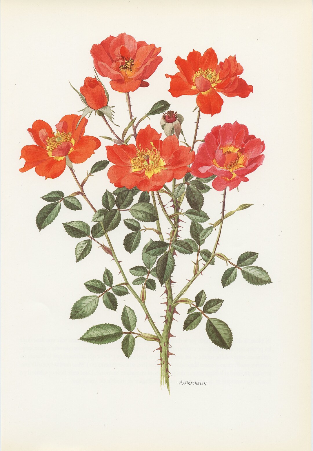 1985 Orange Anna Ford Rose Flower Print for Floral Home Decor. Small ...