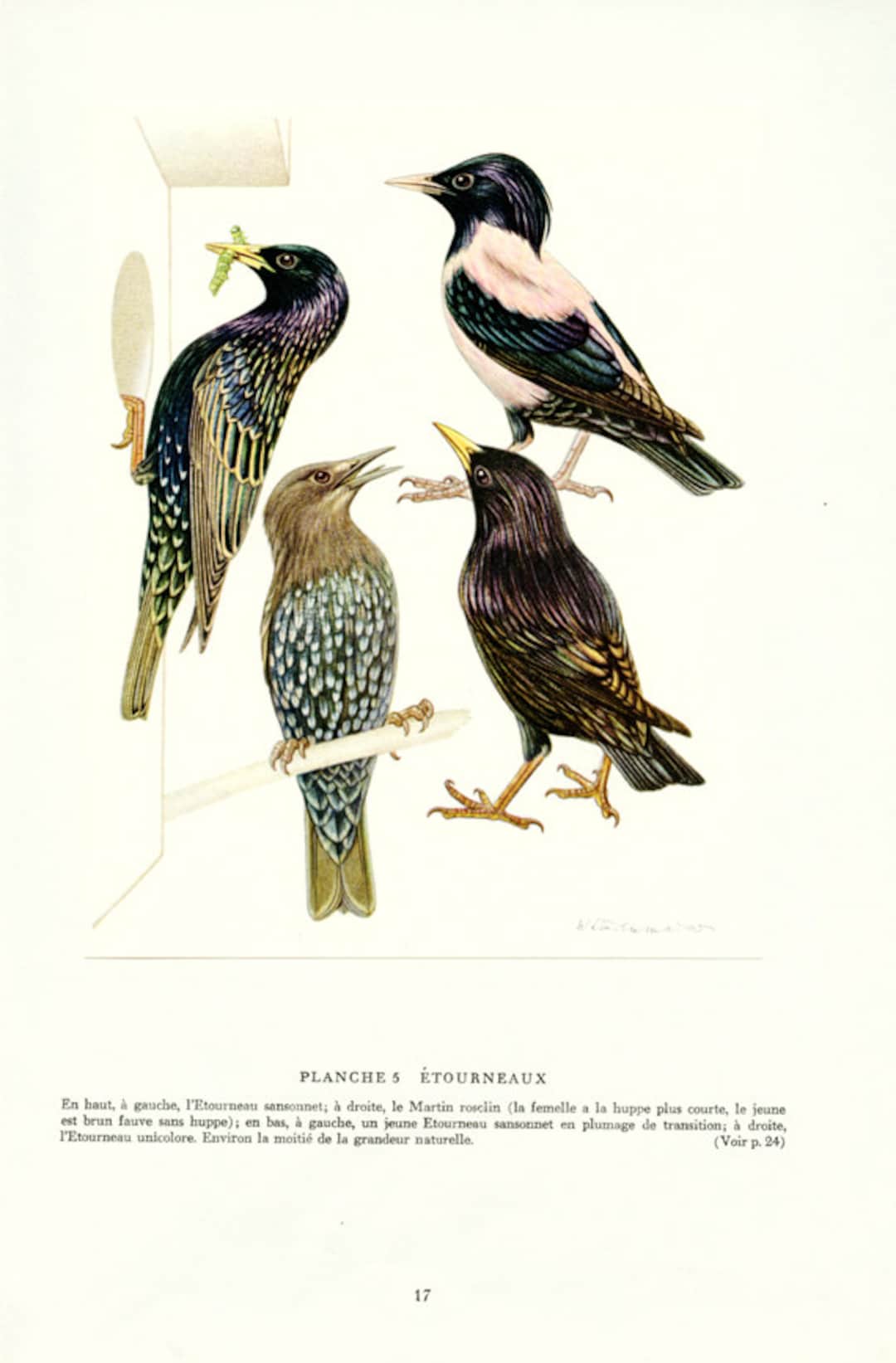 Starling Print, 1961 Vintage Bird Art Print, Small Bird Artwork, Bird ...