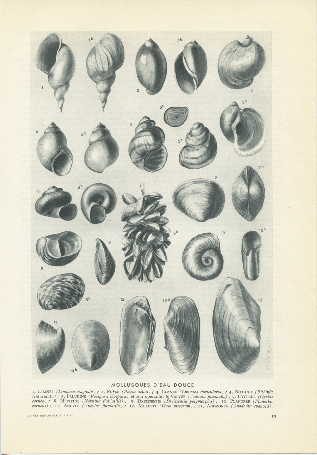 1949 Freshwater Mollusks Print. Small Seashell Poster. Black and White ...