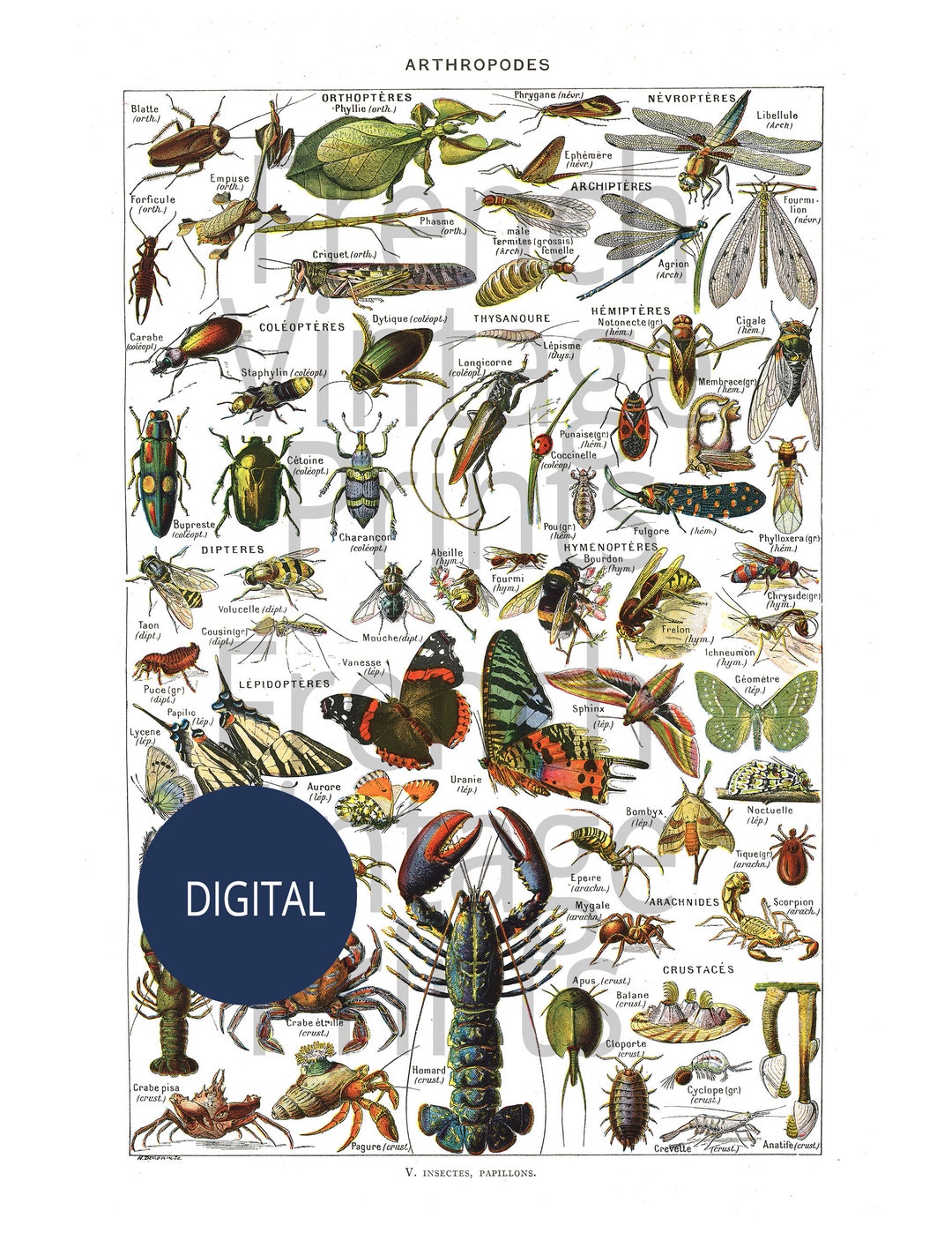 Digital Arthropods Insect Printable Wall Art Print. Vintage Bug Biology ...