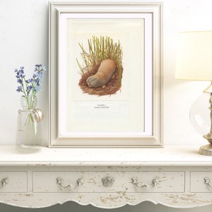 197 Cute Spalax Mole Print for Vintage Rodent Animal Home Decor. Blind ...