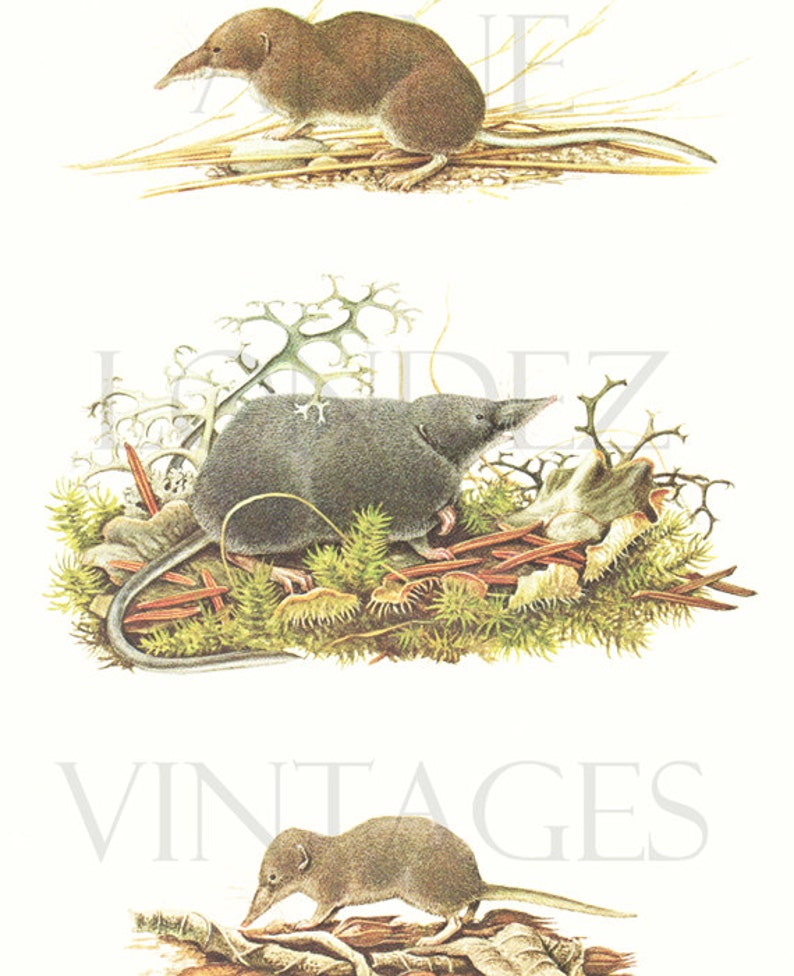 Shrew Mouse Print Vintage From 1970 Small Rodent Art. - Etsy
