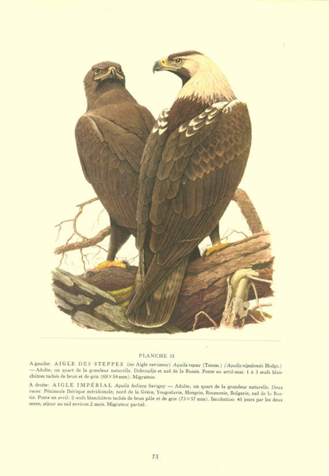 Eagle Print 1959. Vintage Imperial Eagle Art. Bird of Prey Illustration ...