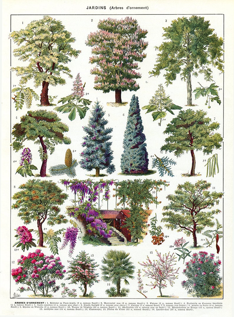 Large Tree Wall Art Reprint Trees Botanical Print Gardener - Etsy