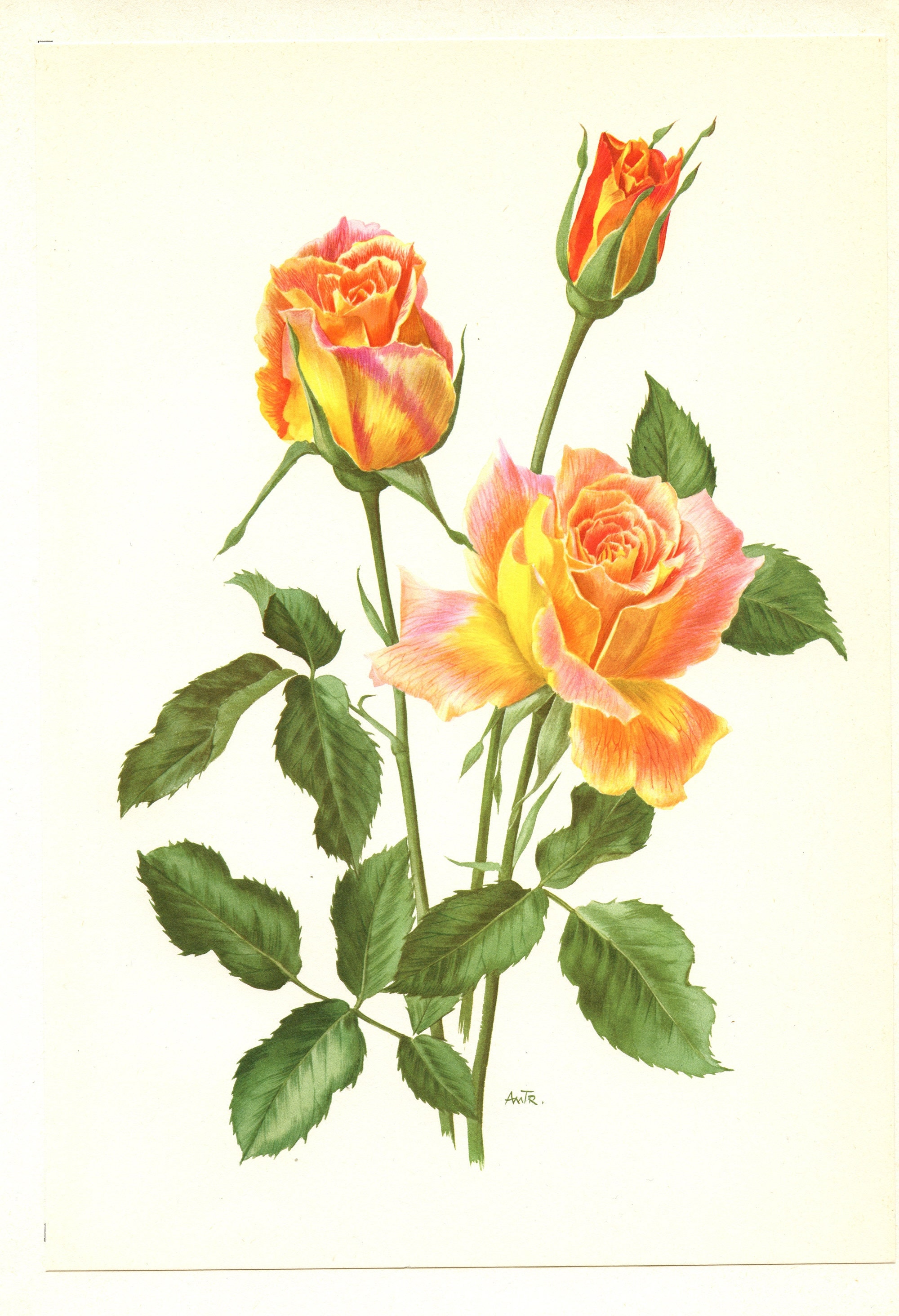 Vintage Yellow Rose Pattern