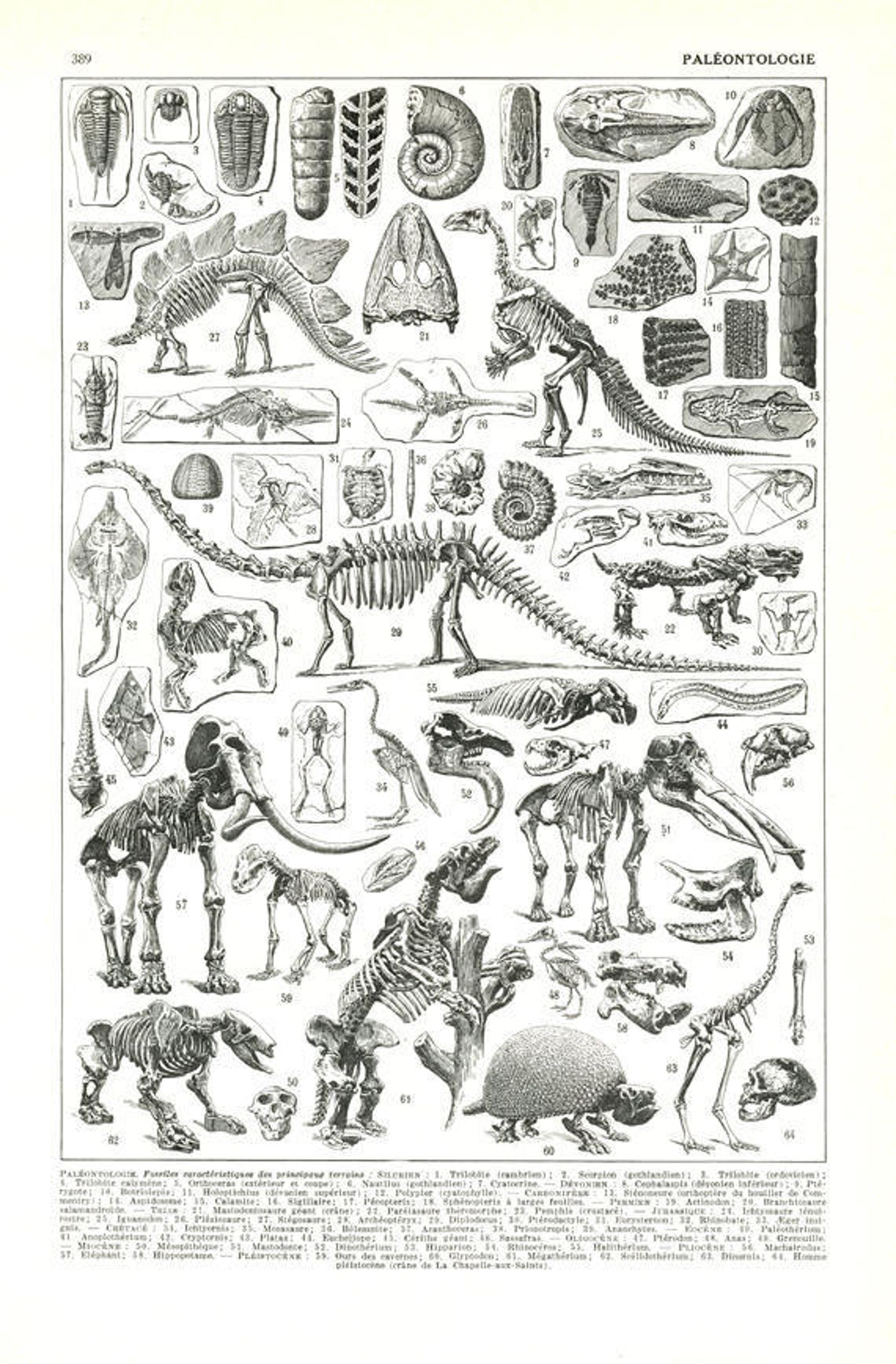 12x18 or A3 Large Digital Download Paleontology Poster - Etsy