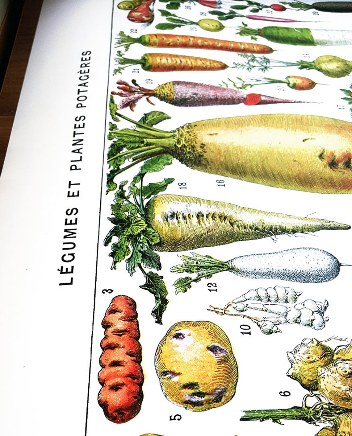 24x36 Grand poster de legume vintage Déco de - Etsy France