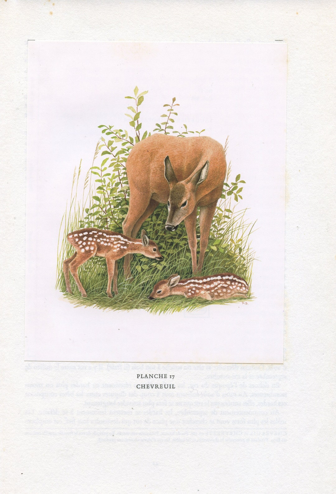 1970 Vintage illustration de Chevreuil bébés. Image de chevrette et ...