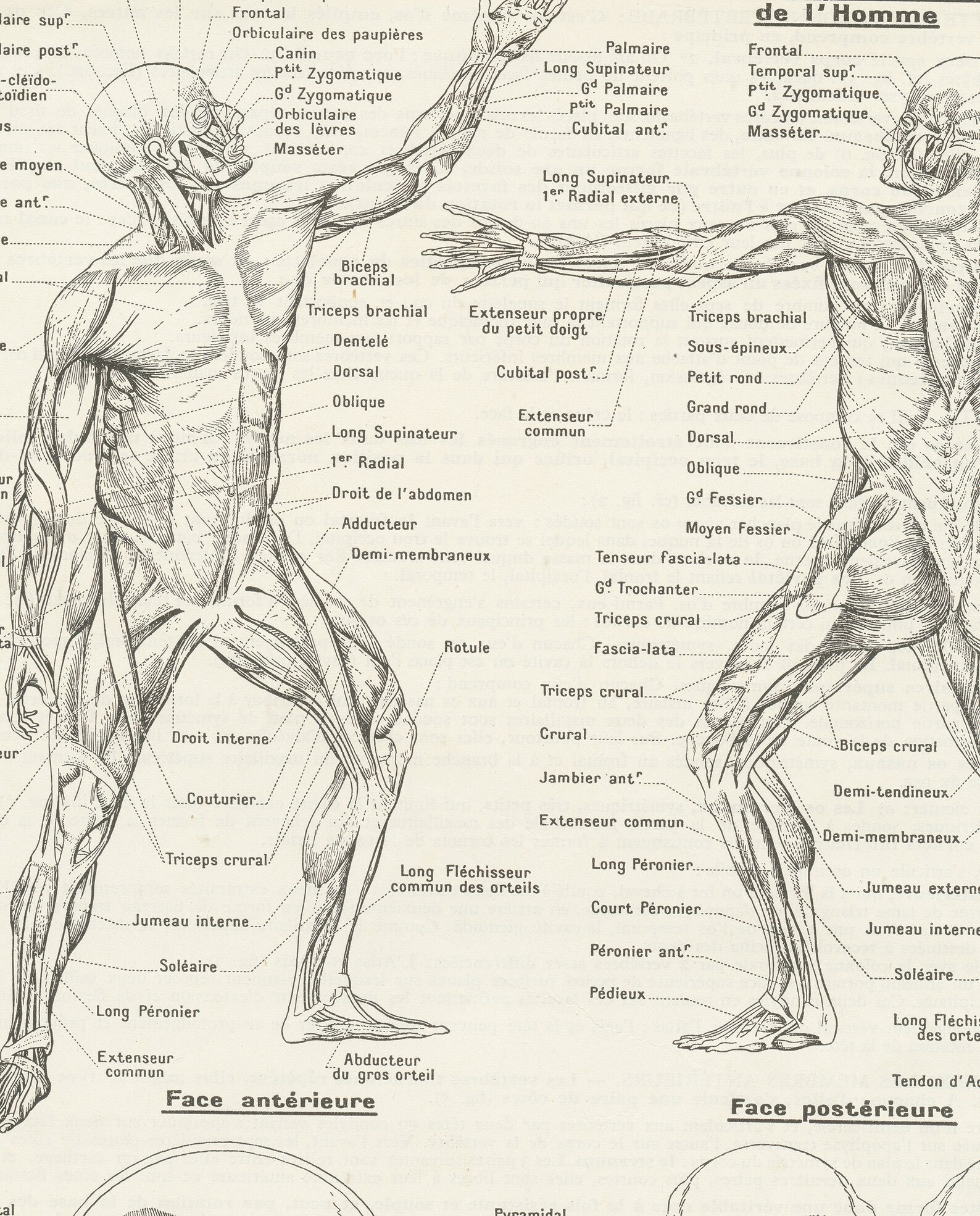 Antique Muscles Human Anatomy Print From 1938. Vintage Medical | Etsy