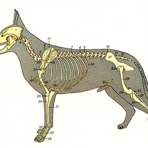 1975 Vintage Dog Skeleton Poster Dog Anatomy Poster Dog Skeleton Print ...