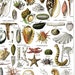 Extra Large Sea Shells Poster Reprint From 1922. Beach House - Etsy