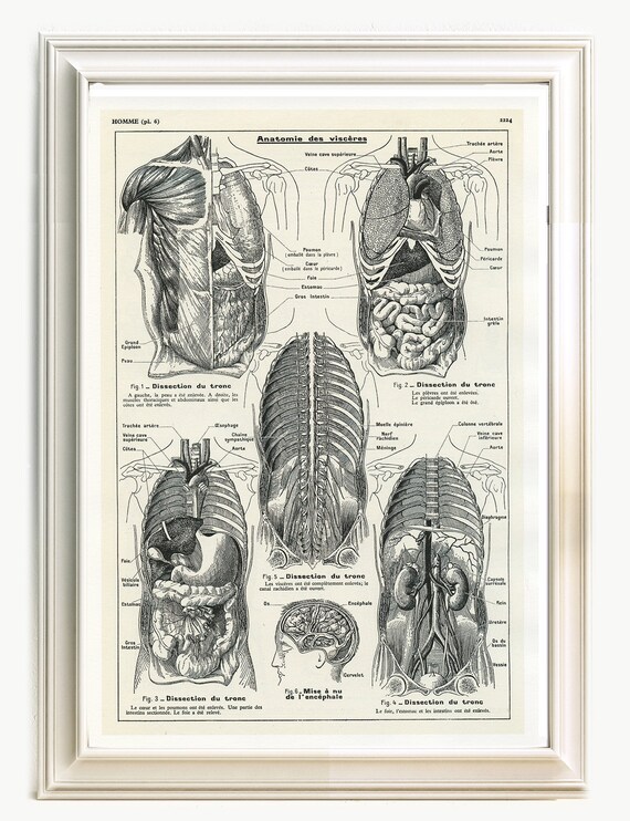 Large Viscera Anatomy Poster. Torso Thorax Human Medical - Etsy